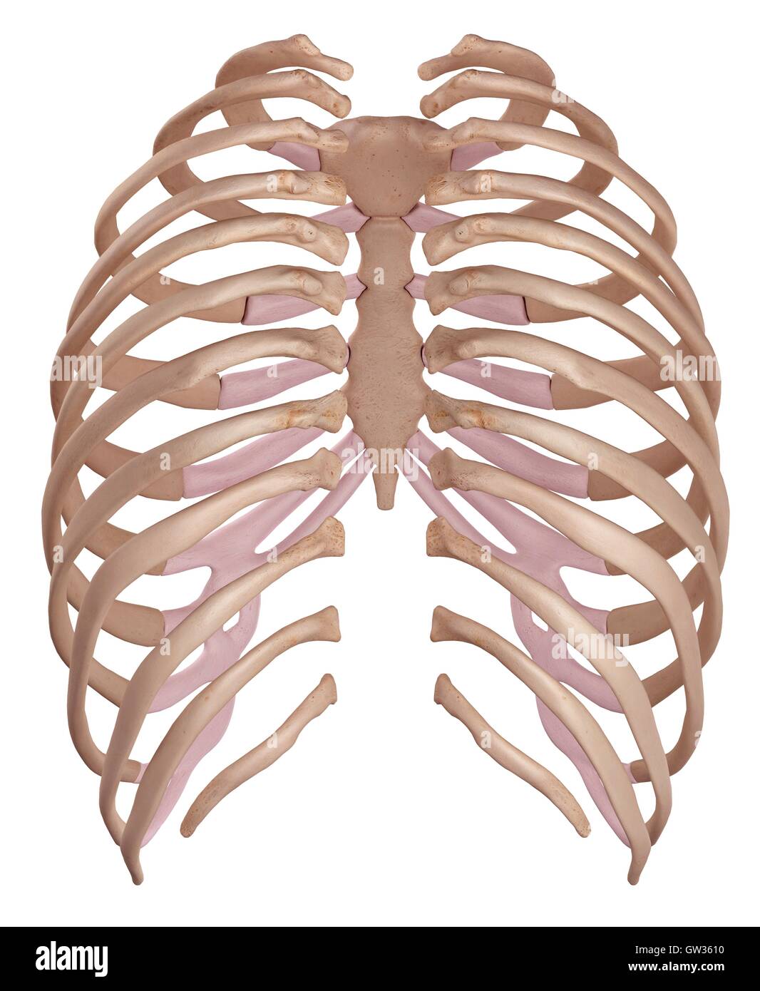 Human ribcage, illustration Stock Photo - Alamy