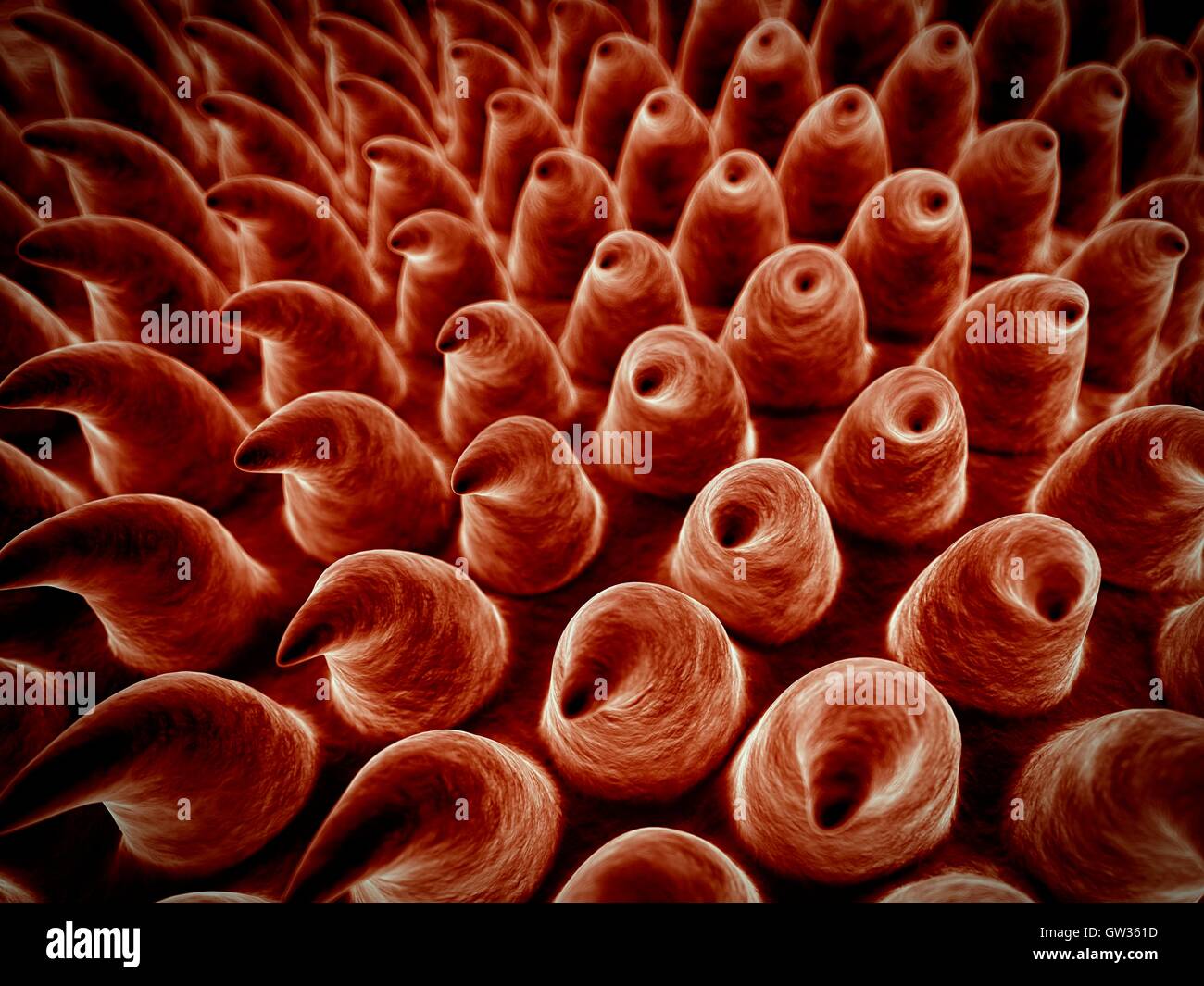 Lion Tongue Under Microscope