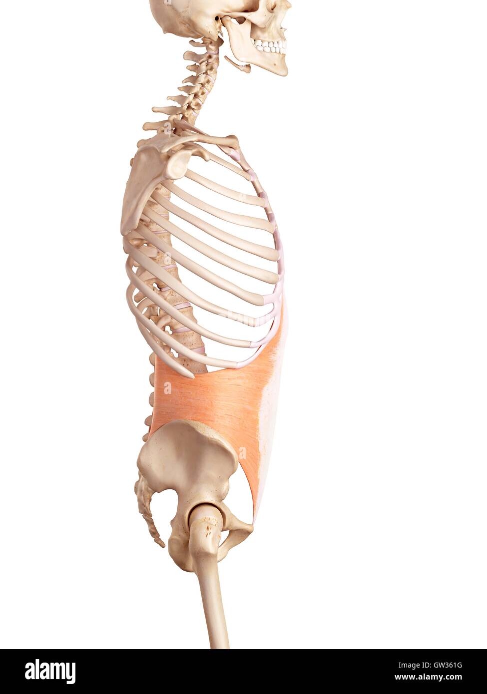 Human abdominal muscles, illustration Stock Photo - Alamy