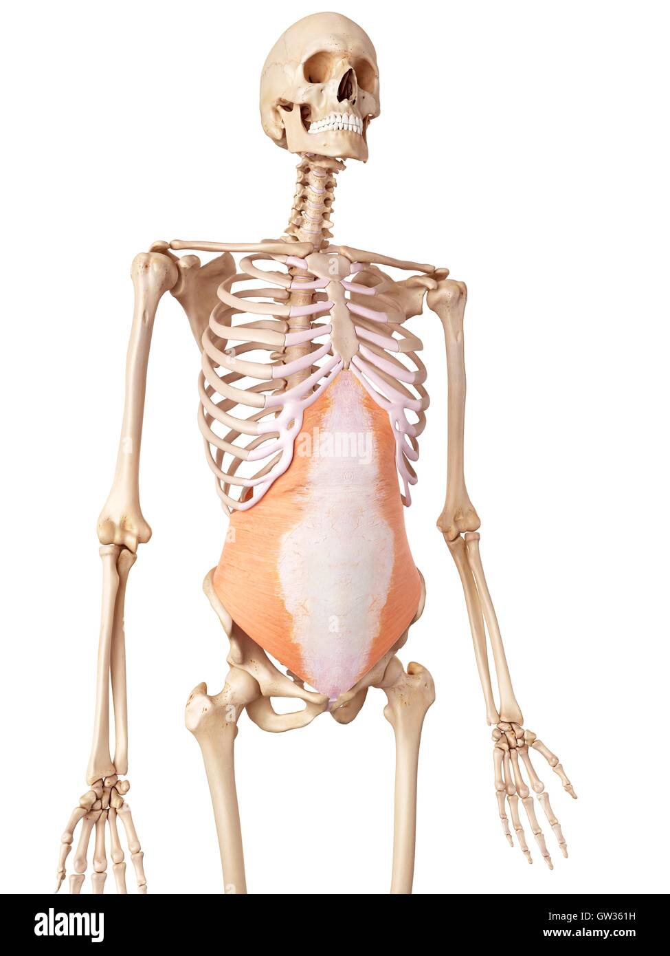 Human abdominal muscles, illustration Stock Photo - Alamy