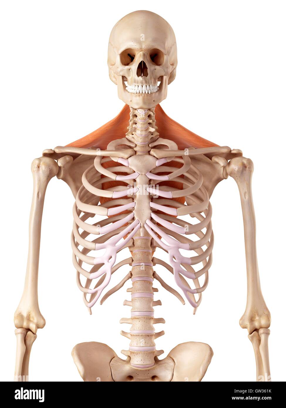 Human shoulder muscles, illustration Stock Photo - Alamy