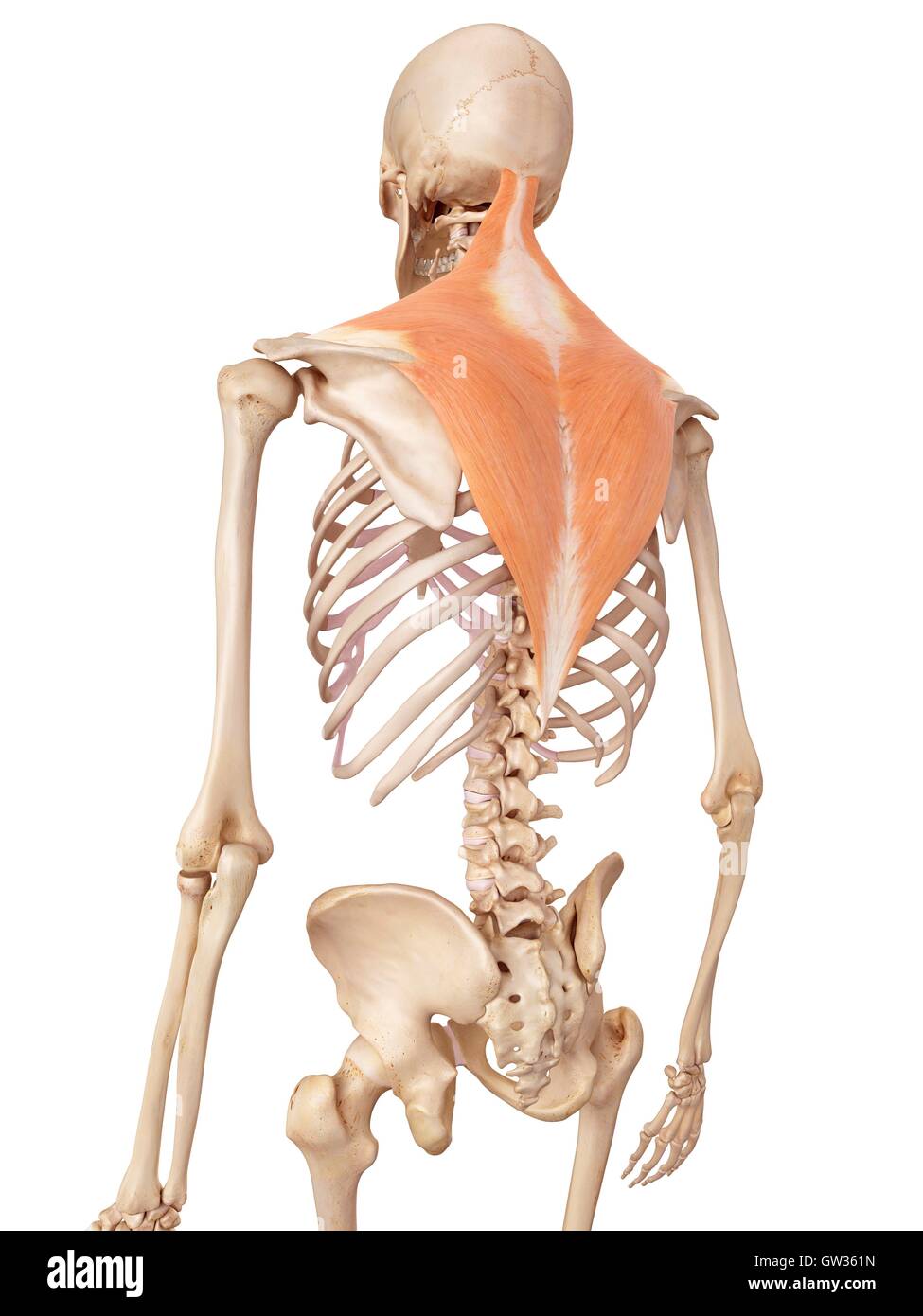 Trapezius anatomy muscles Cut Out Stock Images & Pictures - Alamy