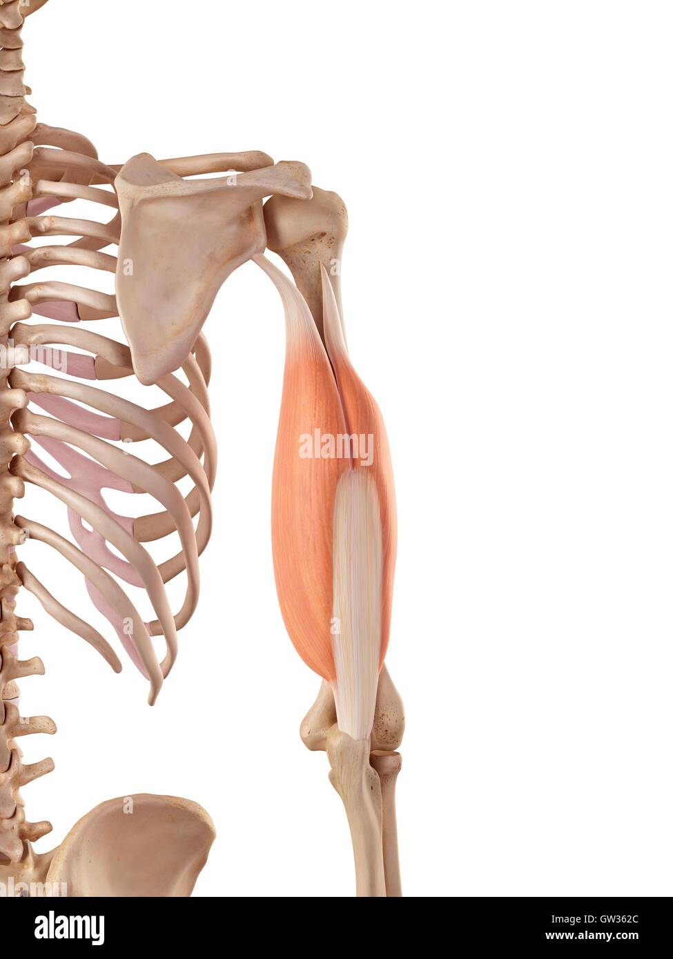 Human triceps hi-res stock photography and images - Alamy