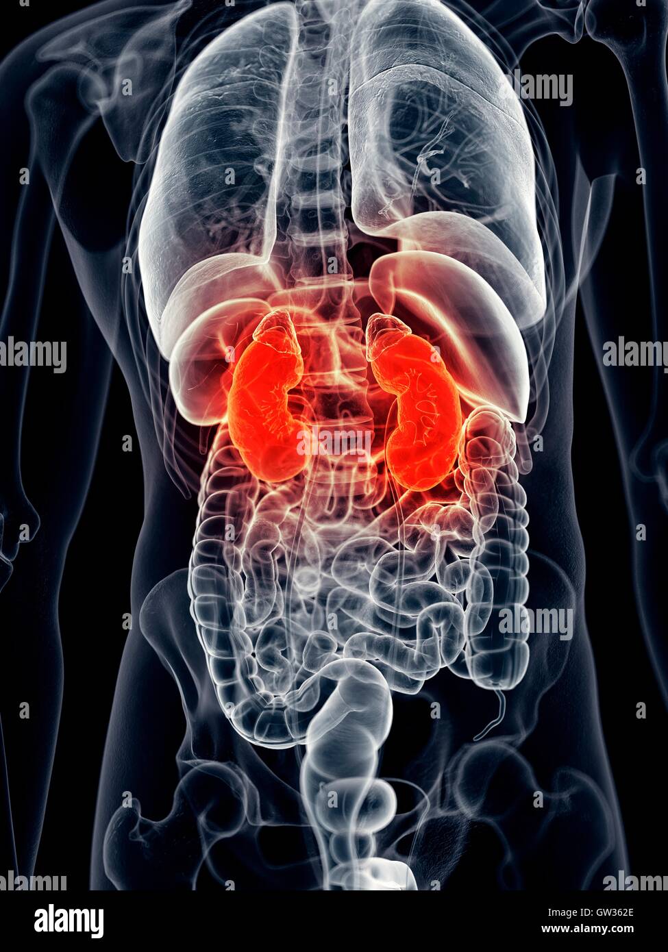 Human kidney pain, illustration Stock Photo - Alamy