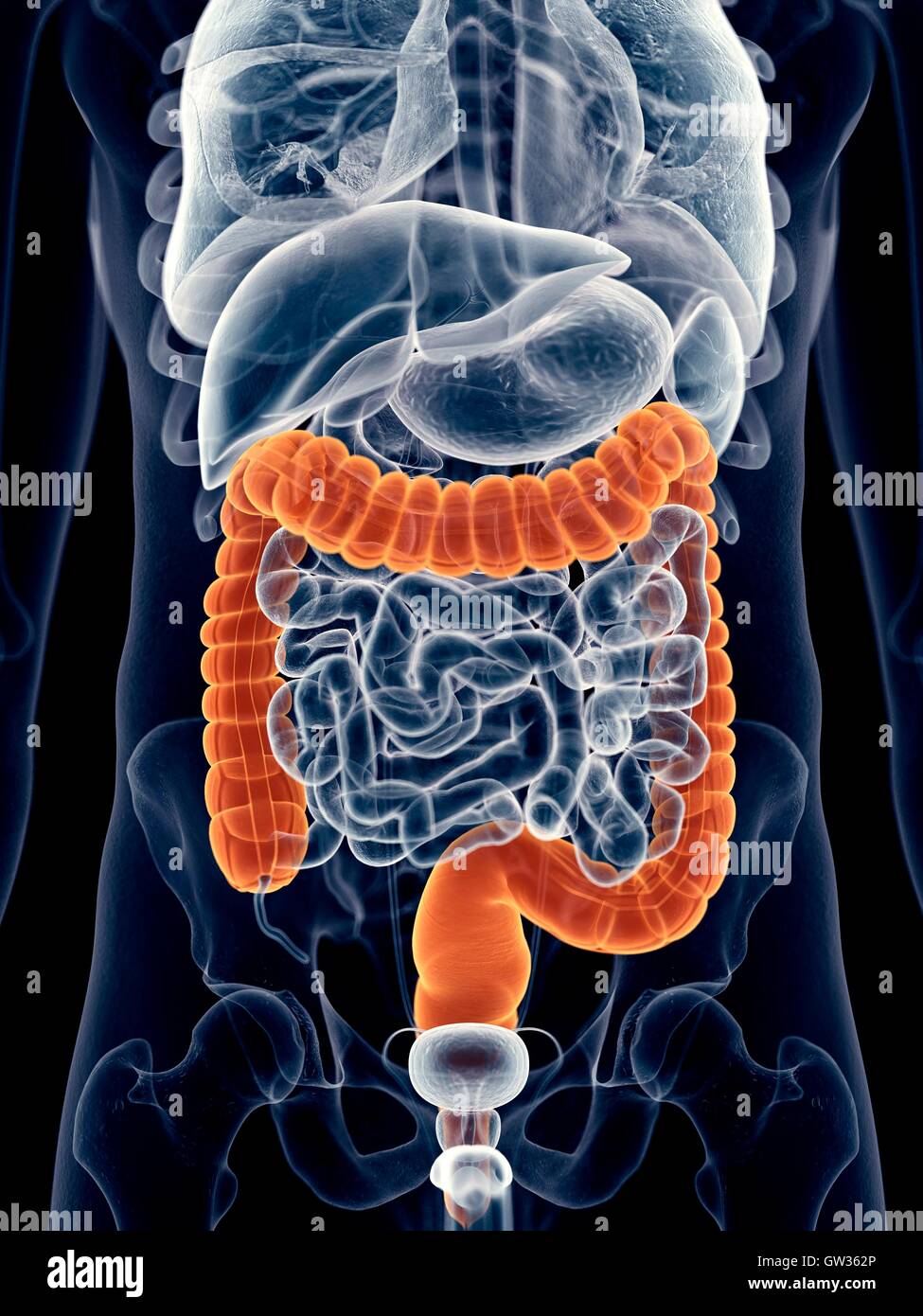 Human colon, illustration Stock Photo - Alamy