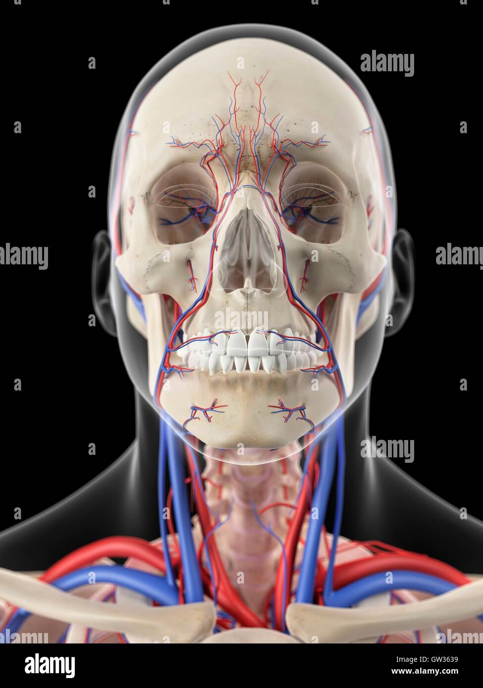 Vascular system of the human head, illustration Stock Photo - Alamy