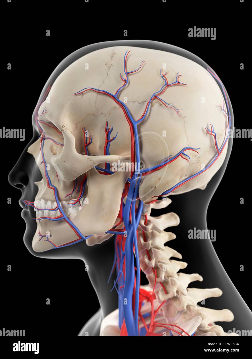 Vascular system of the human head, illustration Stock Photo - Alamy