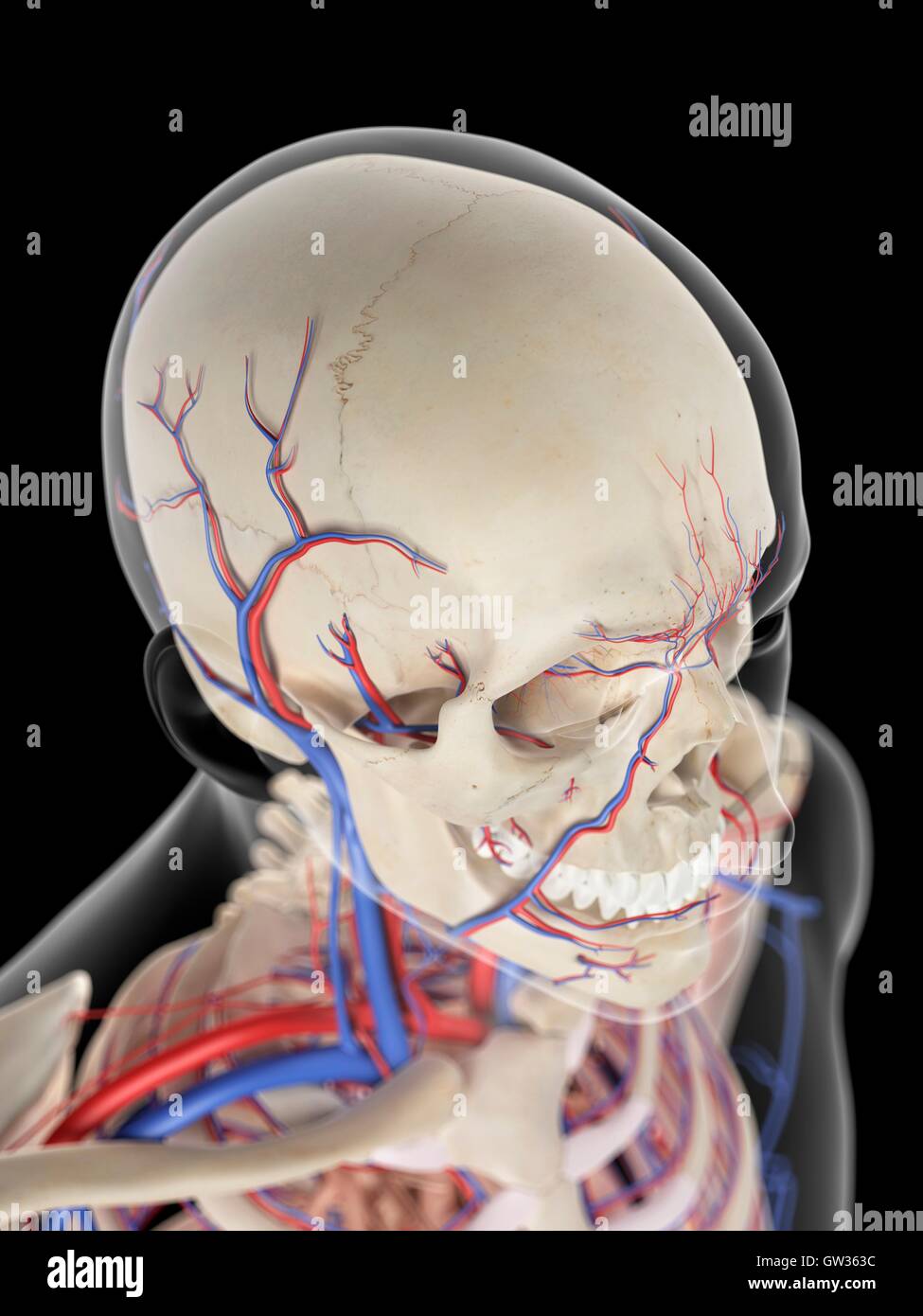 Vascular system of the human head, illustration Stock Photo - Alamy