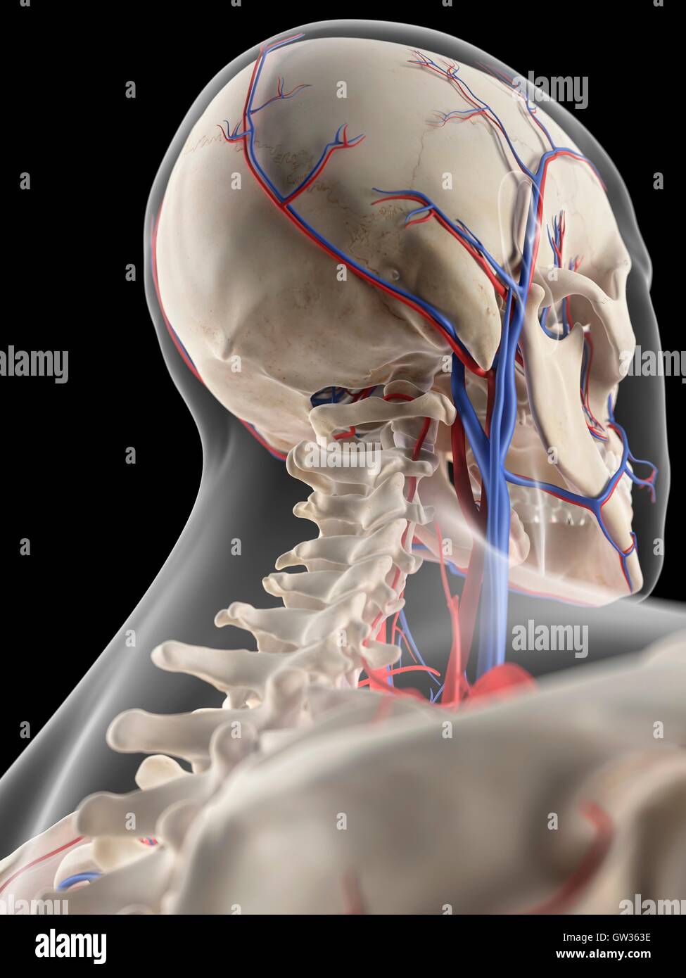 Vascular system of the human head, illustration Stock Photo - Alamy