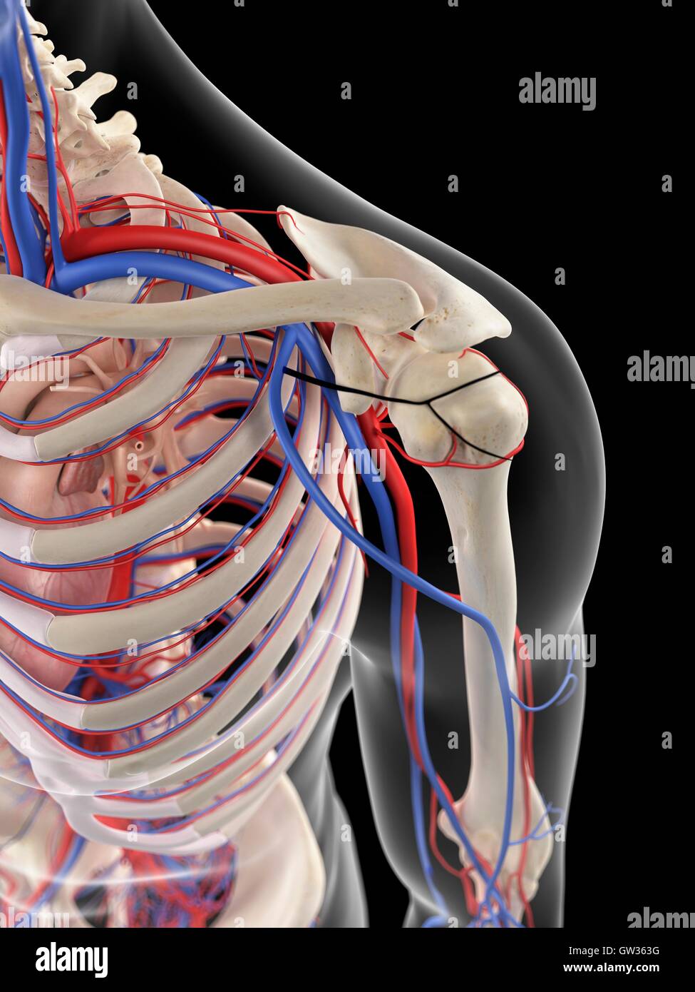 Vascular system of the human shoulder, illustration Stock Photo - Alamy