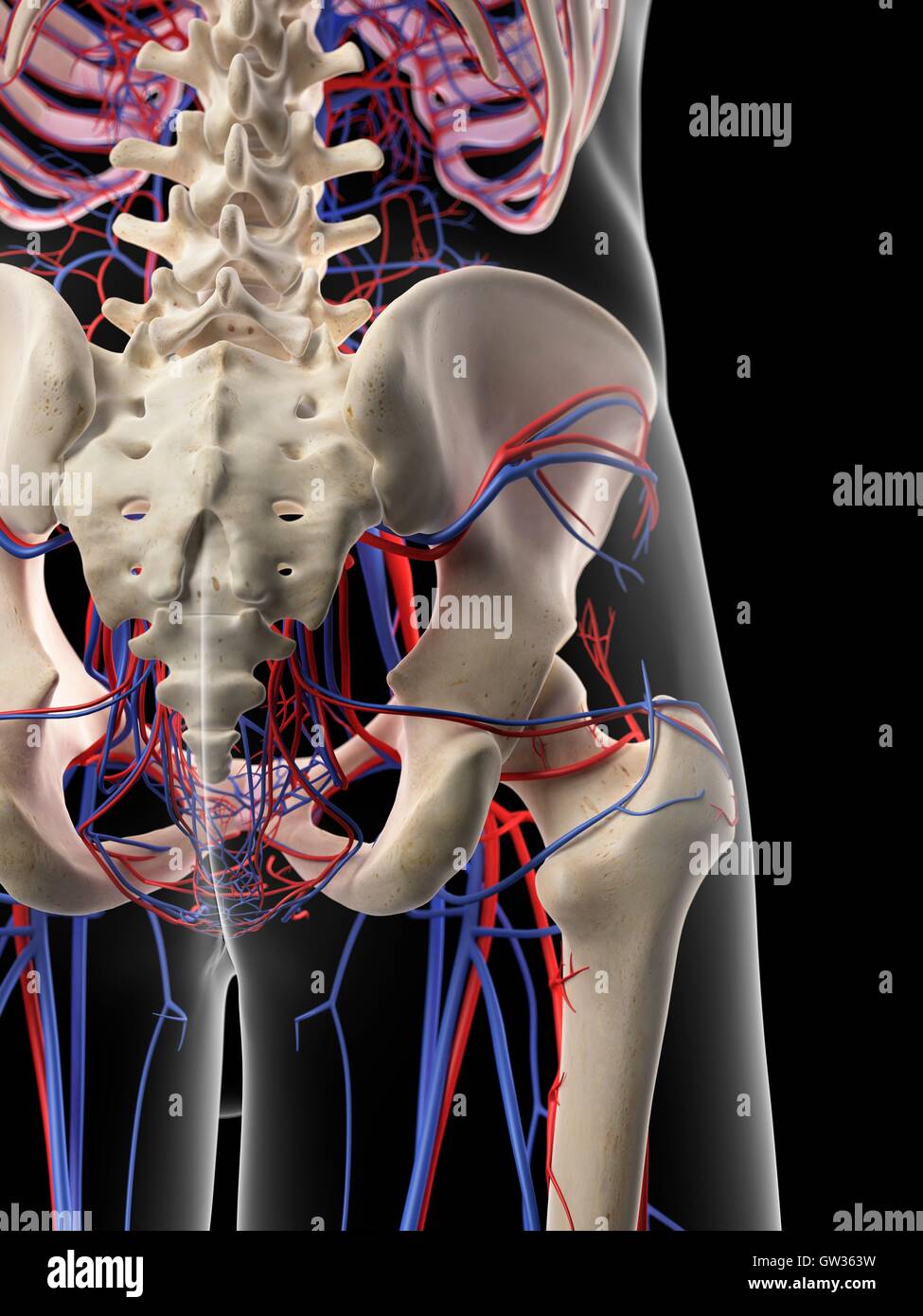 Pelvic arteries hi-res stock photography and images - Alamy