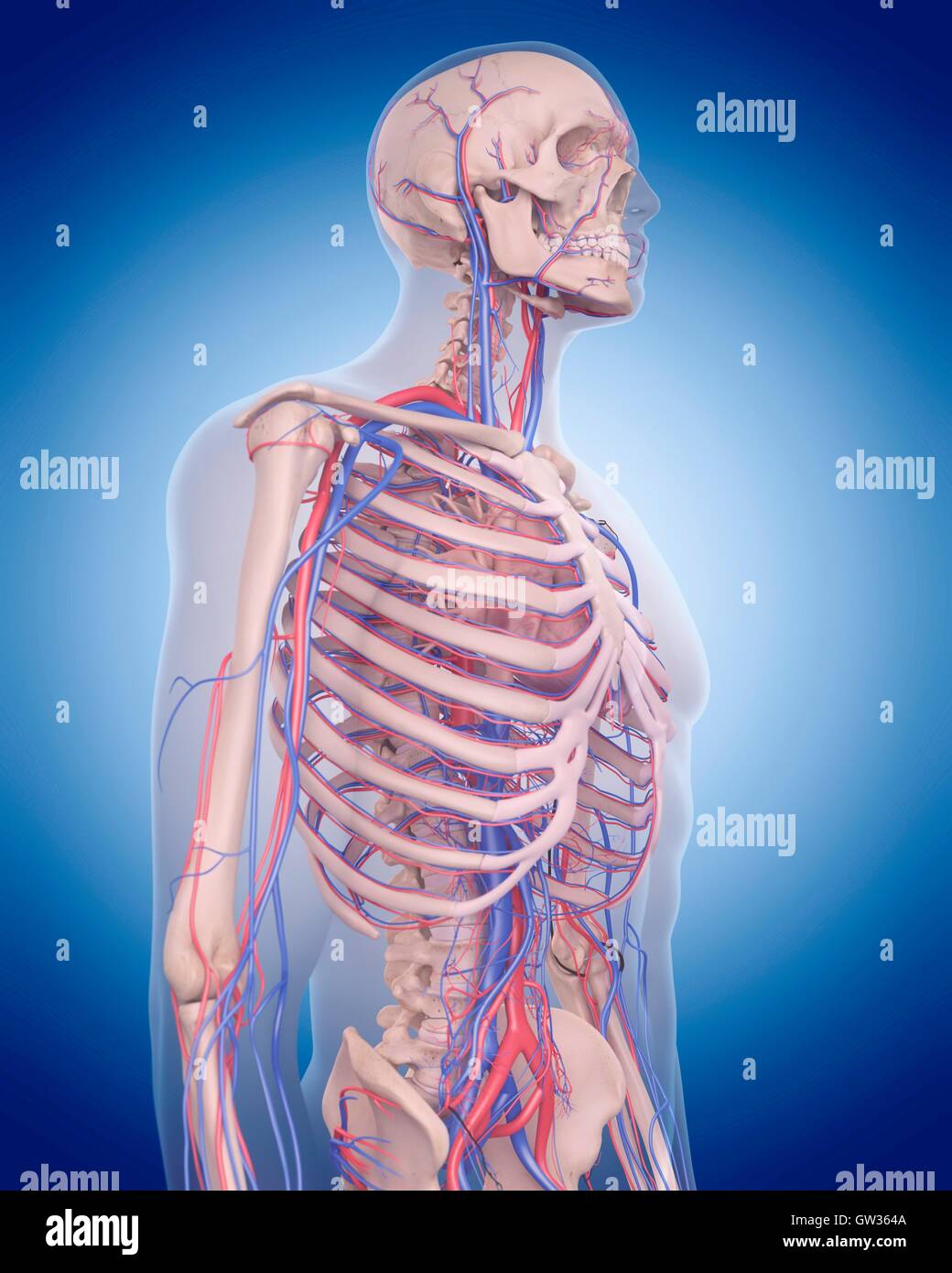 Human vascular system, illustration Stock Photo - Alamy