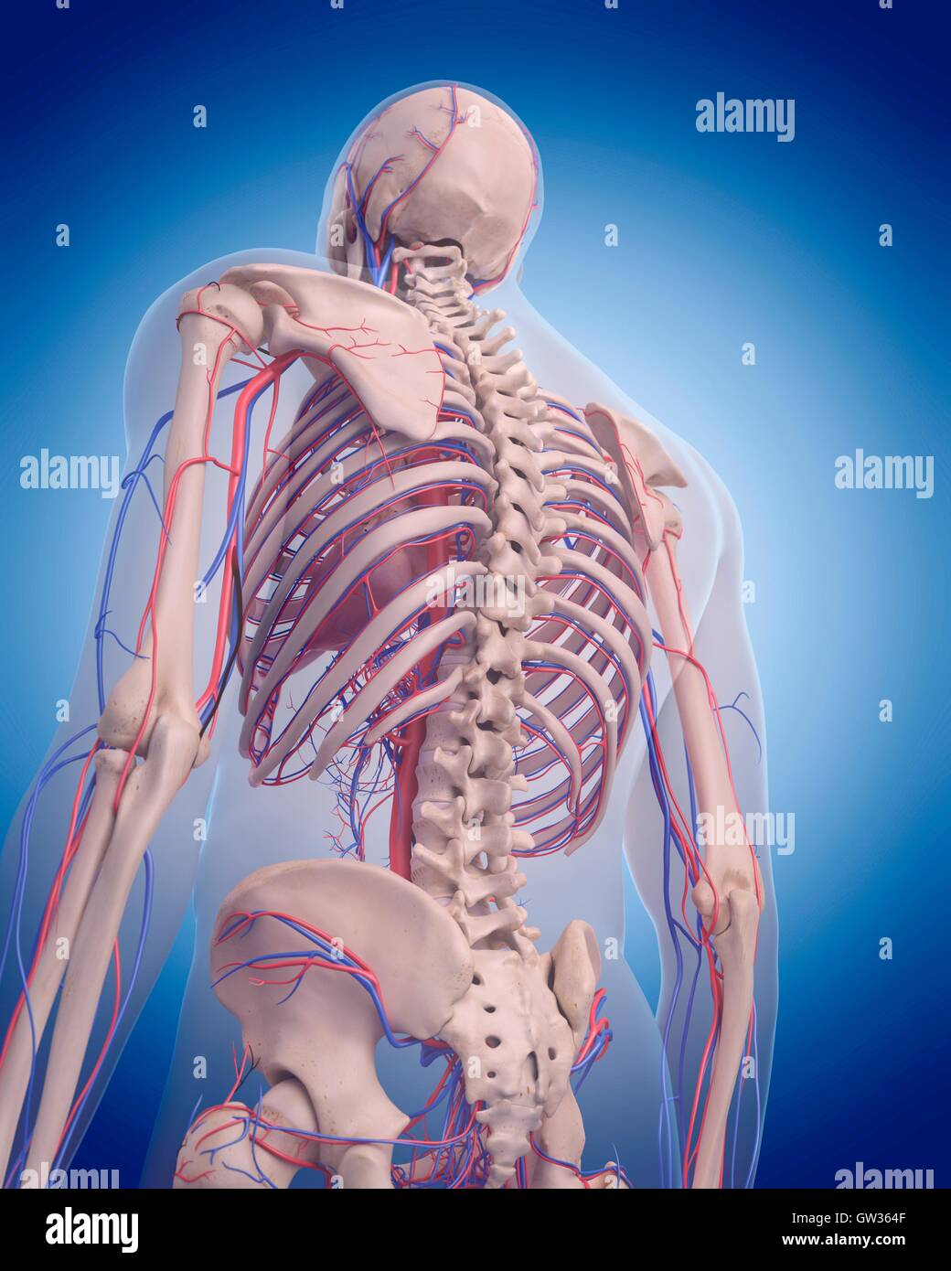 Human vascular system of the back, illustration Stock Photo - Alamy