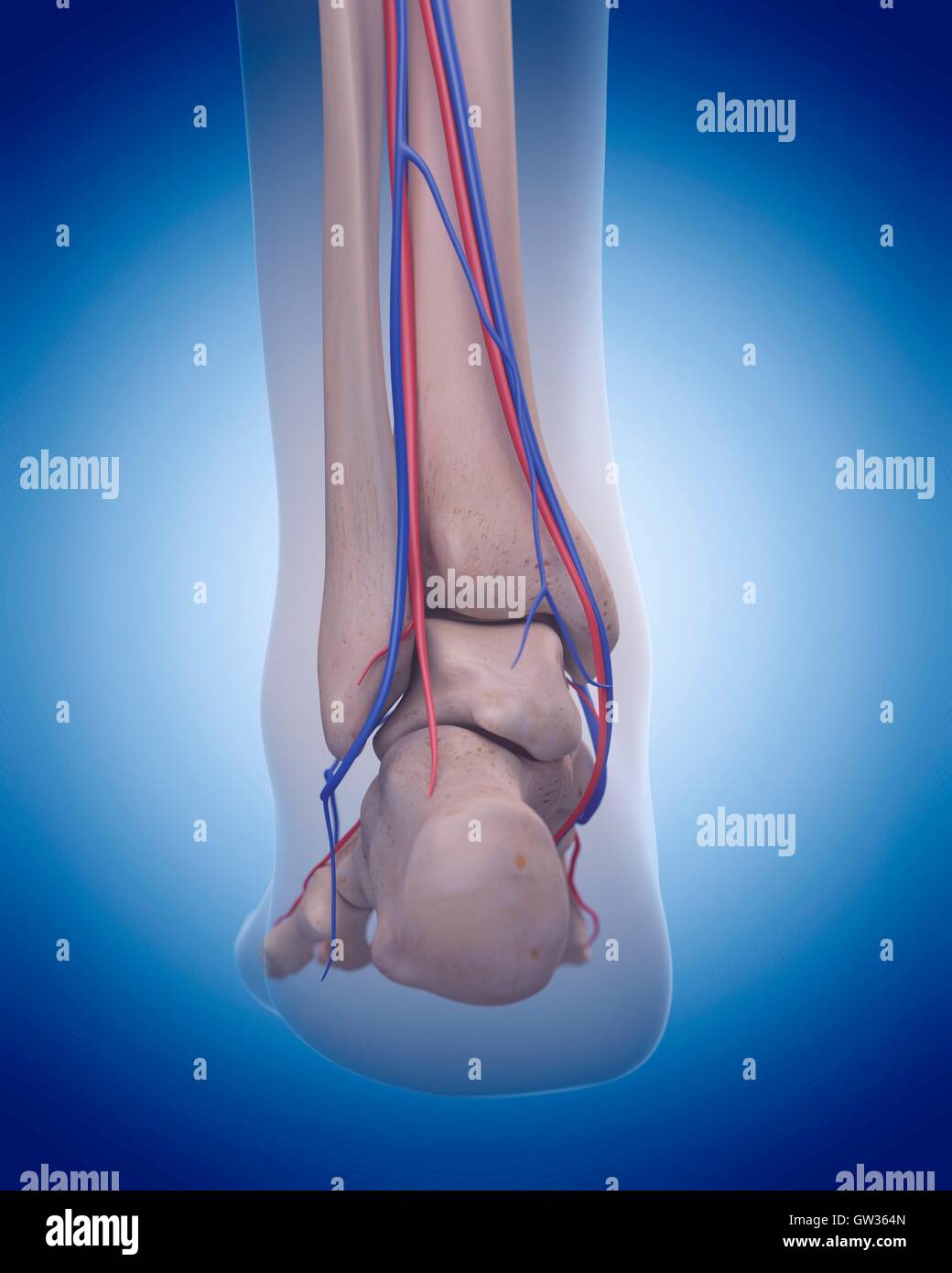Human Vascular System Foot High Resolution Stock Photography and Images ...