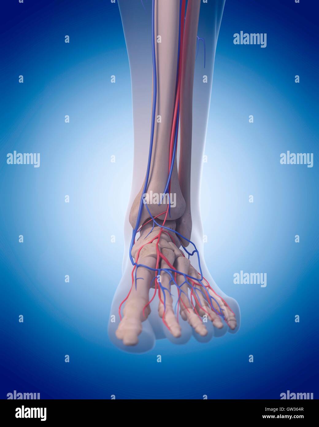 Veins arteries foot hi-res stock photography and images - Alamy