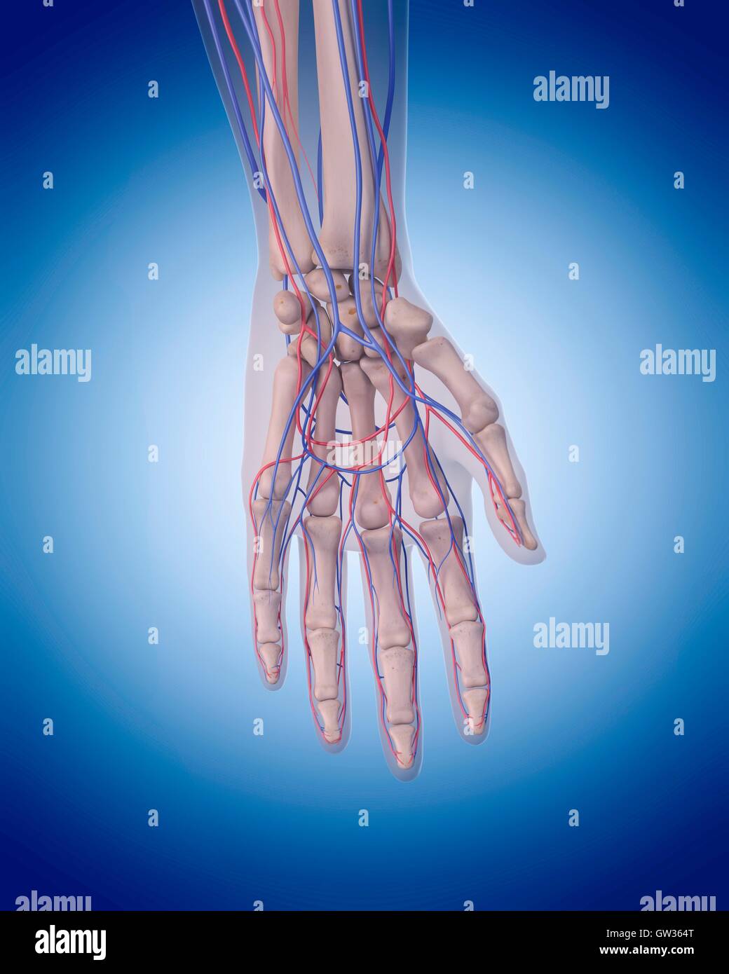 Human vascular system hand hi-res stock photography and images - Alamy