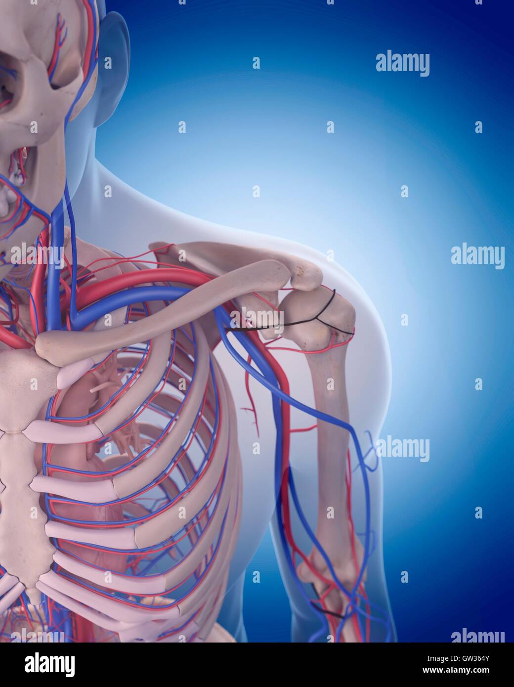 Human vascular system arm hi-res stock photography and images - Alamy