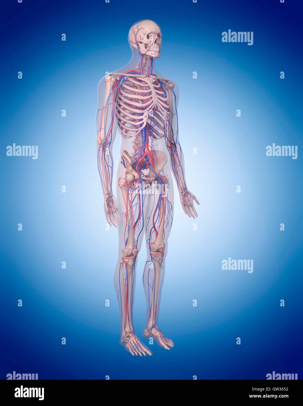 Human vascular system, illustration Stock Photo - Alamy
