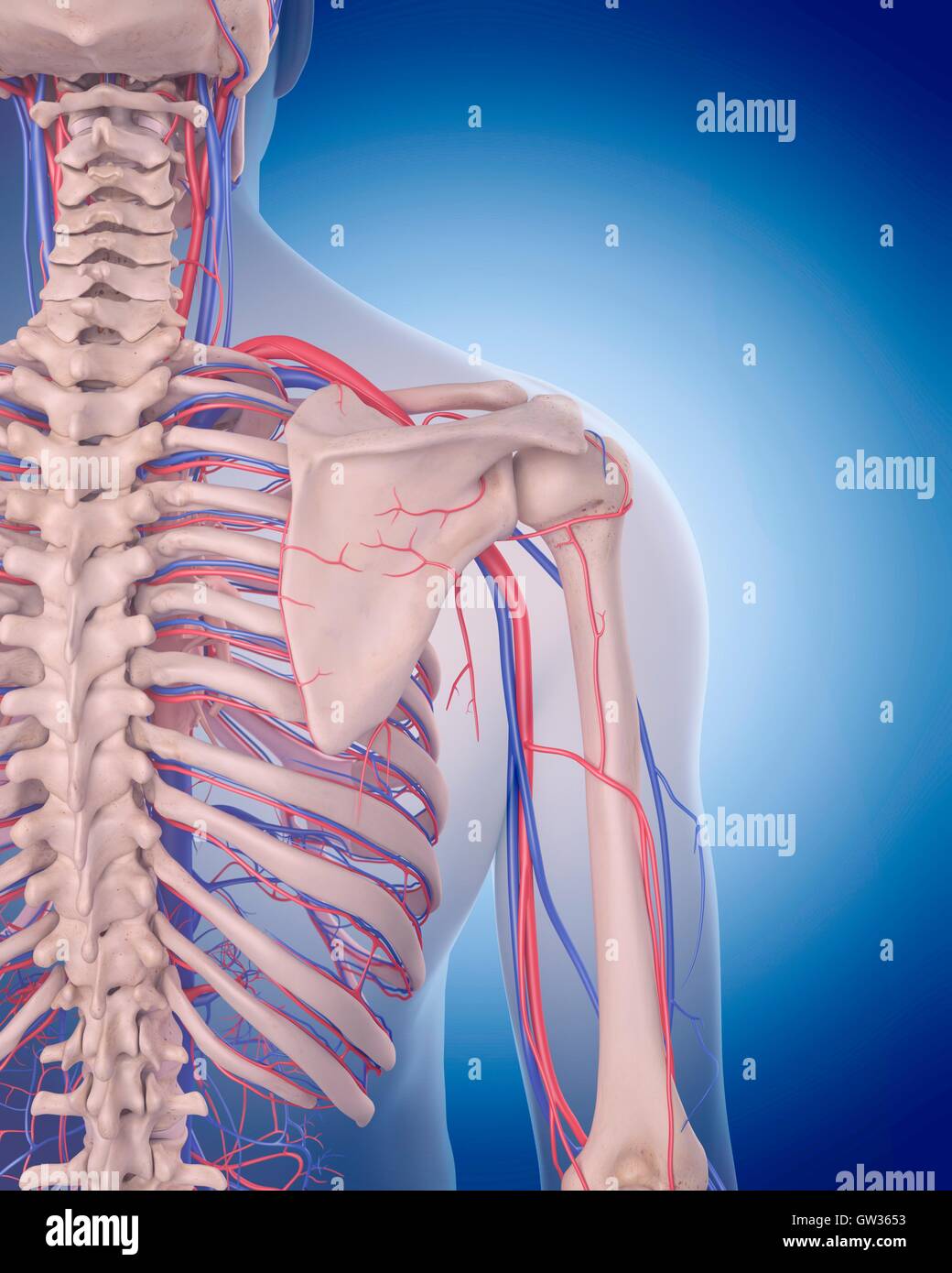 Human vascular system of the shoulder, illustration Stock Photo - Alamy