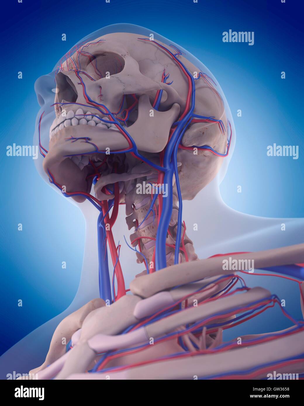 Human vascular system of the head, illustration Stock Photo - Alamy