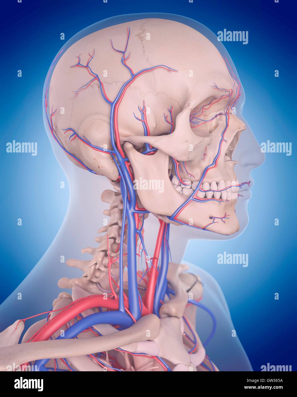 Human vascular system of the head, illustration Stock Photo - Alamy