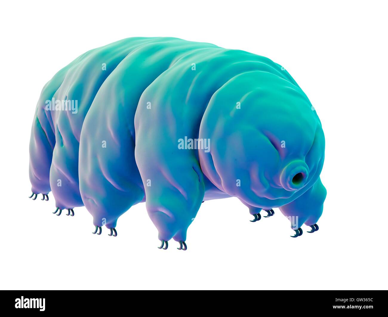 Tardigrade illustration Cut Out Stock Images & Pictures - Alamy