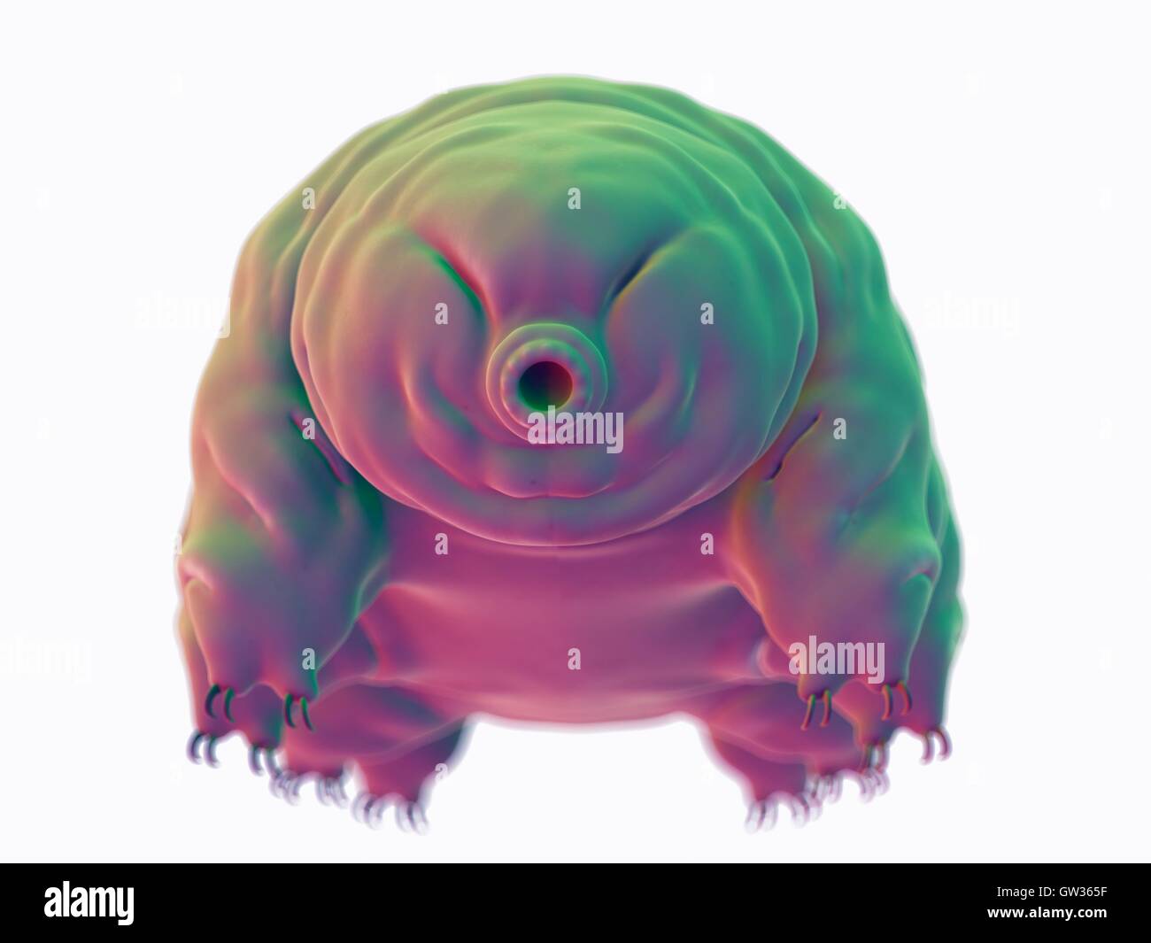 Water bear (Tardigrade), illustration Stock Photo - Alamy