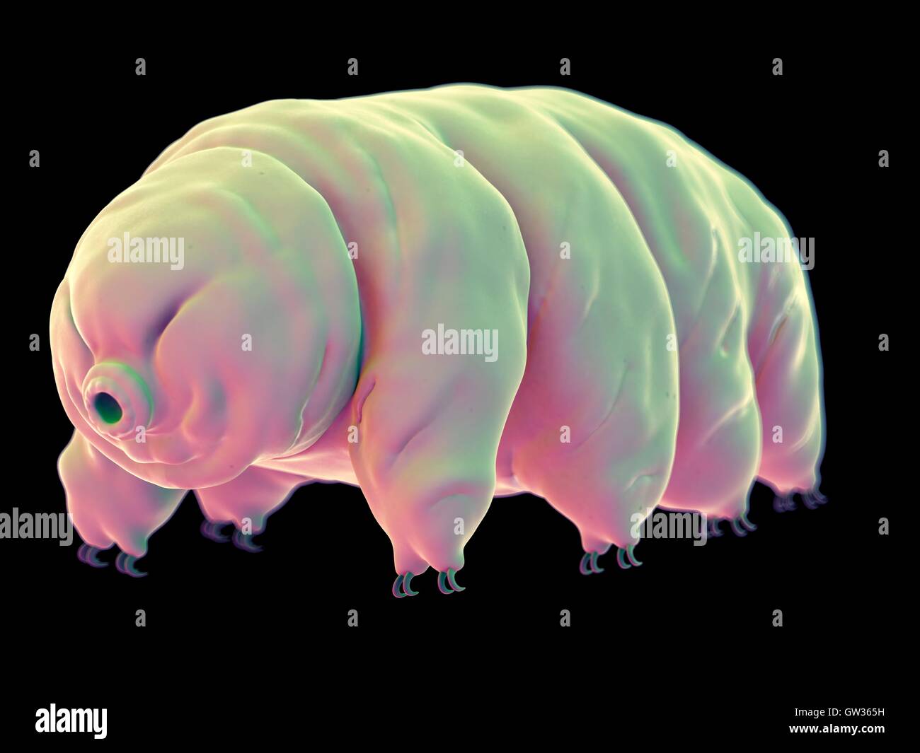 Water bear (Tardigrade), illustration Stock Photo - Alamy