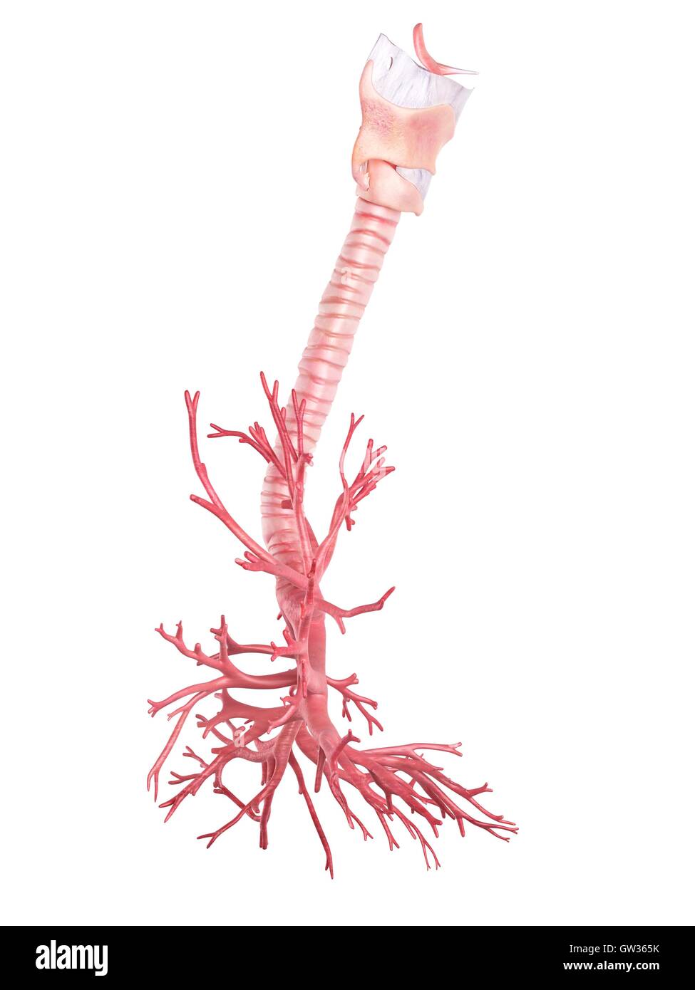 Human bronchi, illustration Stock Photo - Alamy