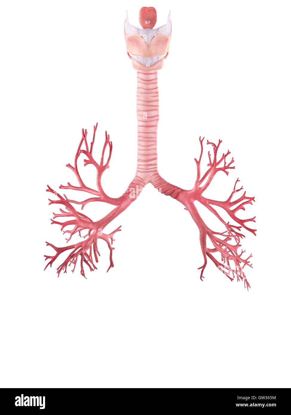 Human bronchi, illustration Stock Photo - Alamy