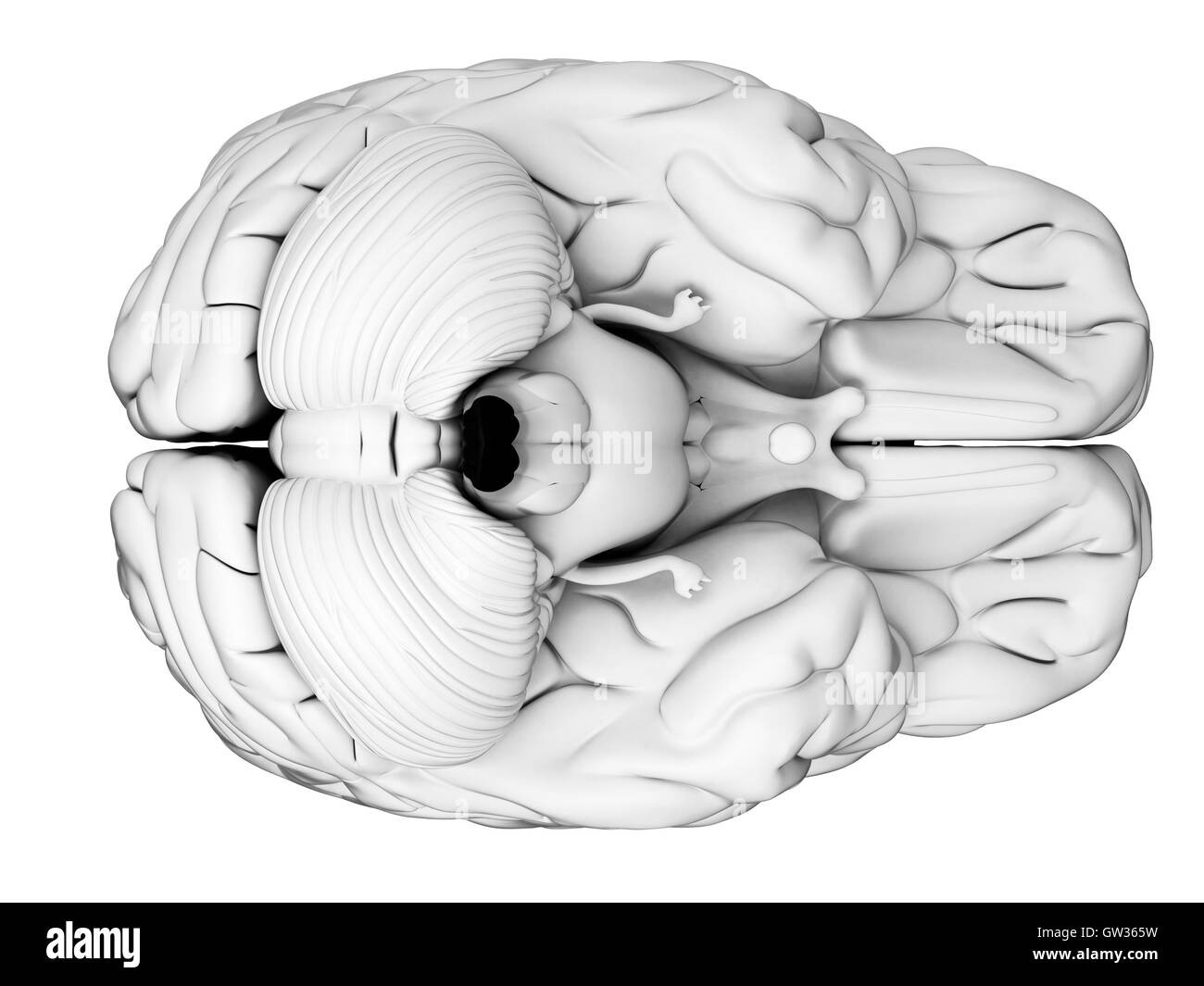 Human brain from below hi-res stock photography and images - Alamy