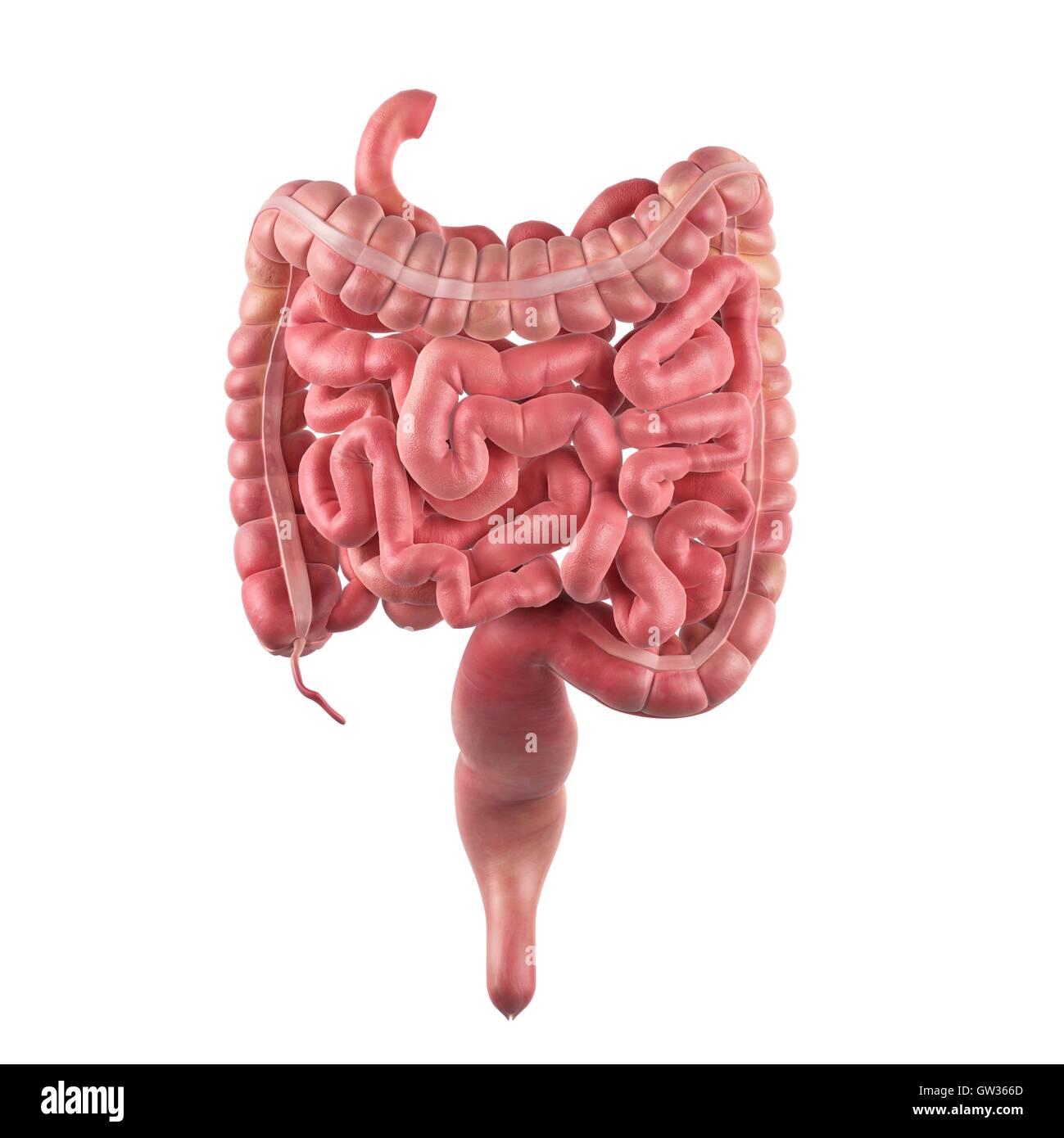 Human intestines, illustration Stock Photo - Alamy
