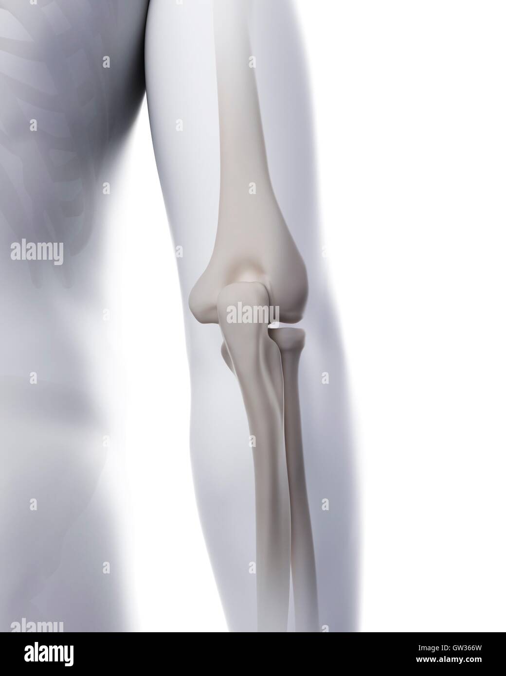 Human elbow joint, illustration Stock Photo - Alamy