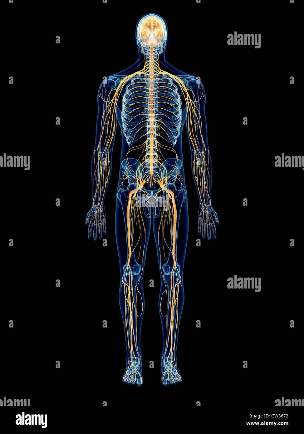 Human nervous system, illustration Stock Photo - Alamy
