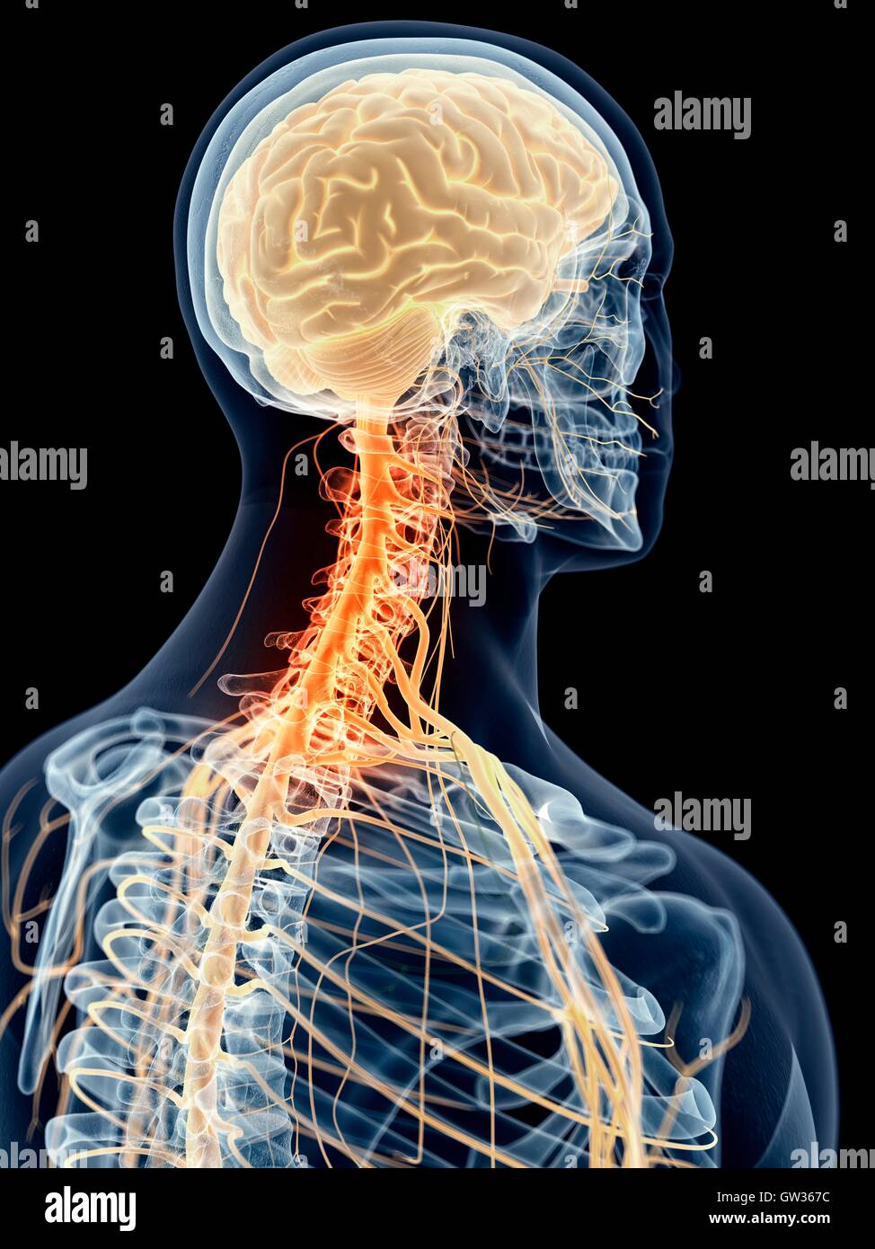 Human cervical nerve pain, illustration Stock Photo - Alamy