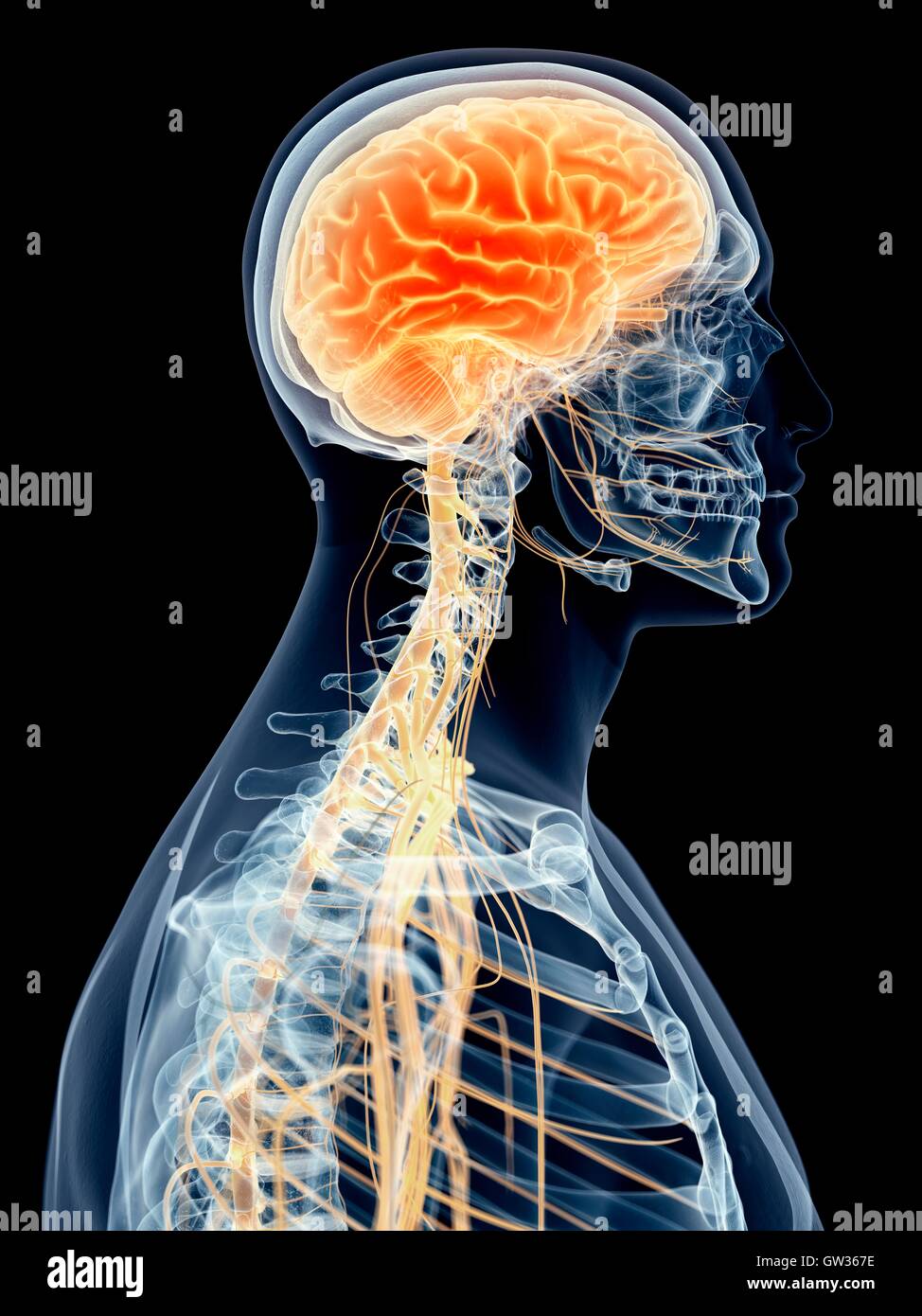 Cervical Spinal Nerves Diagram