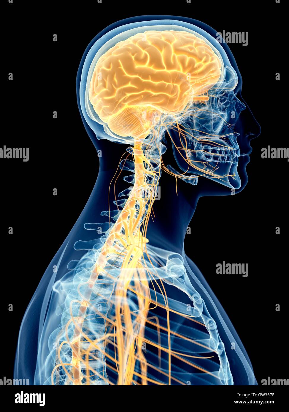 Human cervical nerves, illustration Stock Photo - Alamy