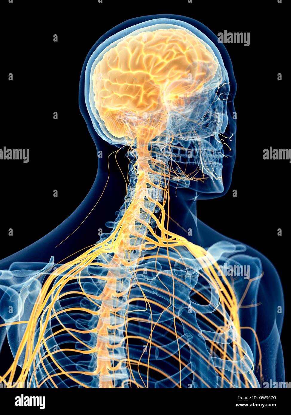 Cervical Spinal Nerves High Resolution Stock Photography and Images - Alamy