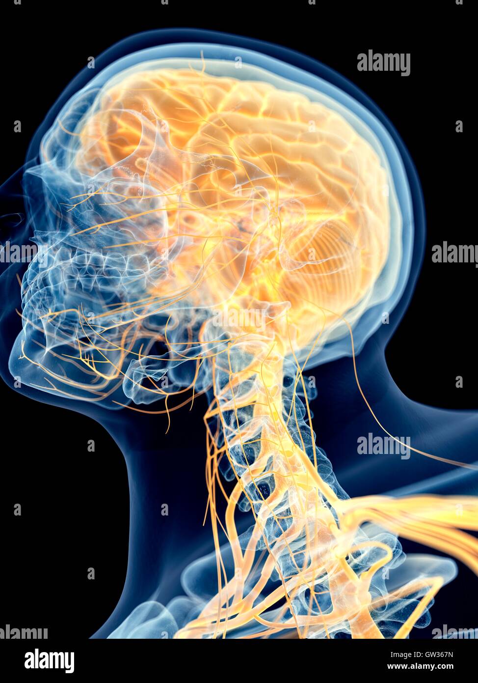 Human brain and cervical nerves, illustration Stock Photo - Alamy