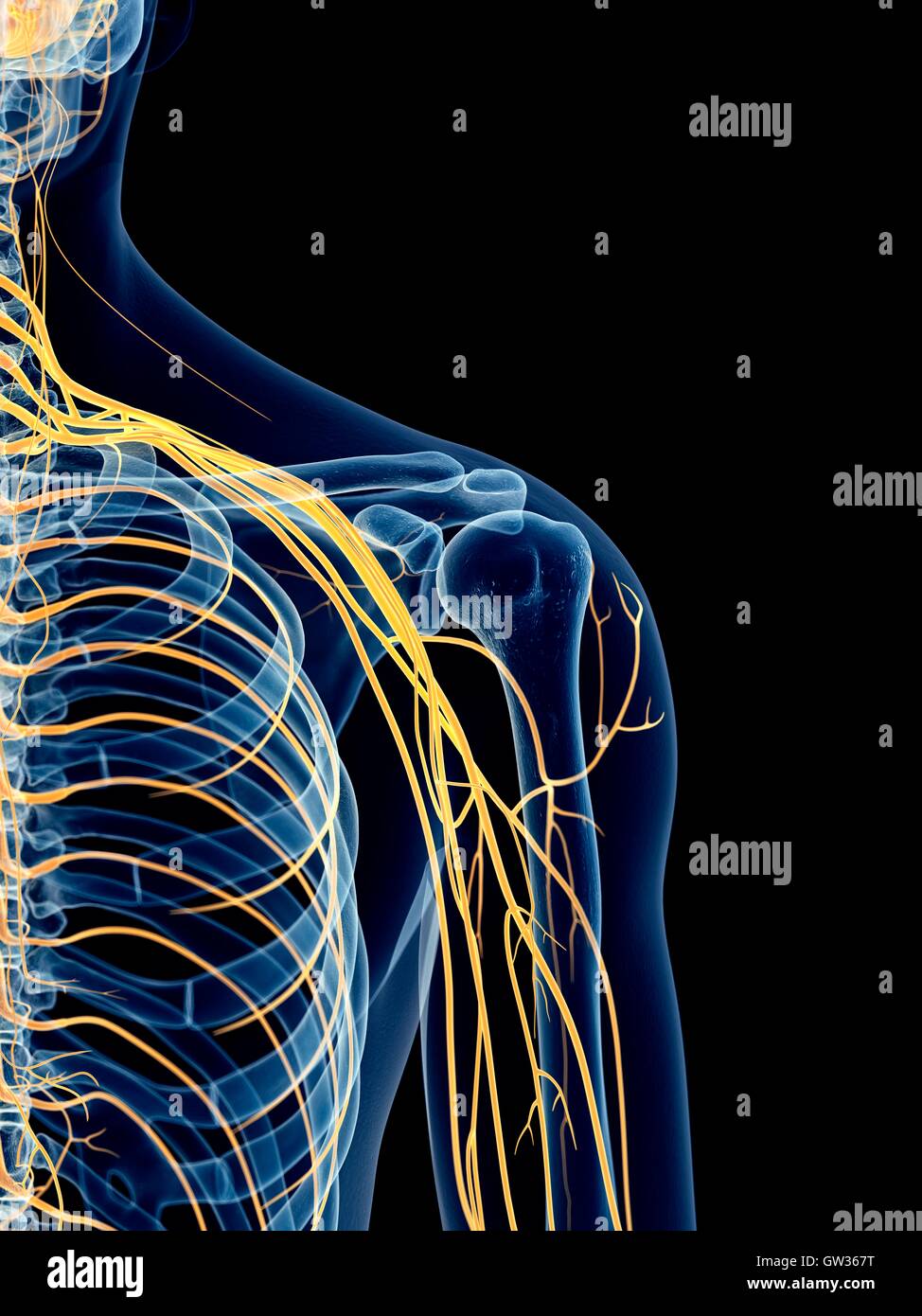 Nerves Arm High Resolution Stock Photography and Images - Alamy