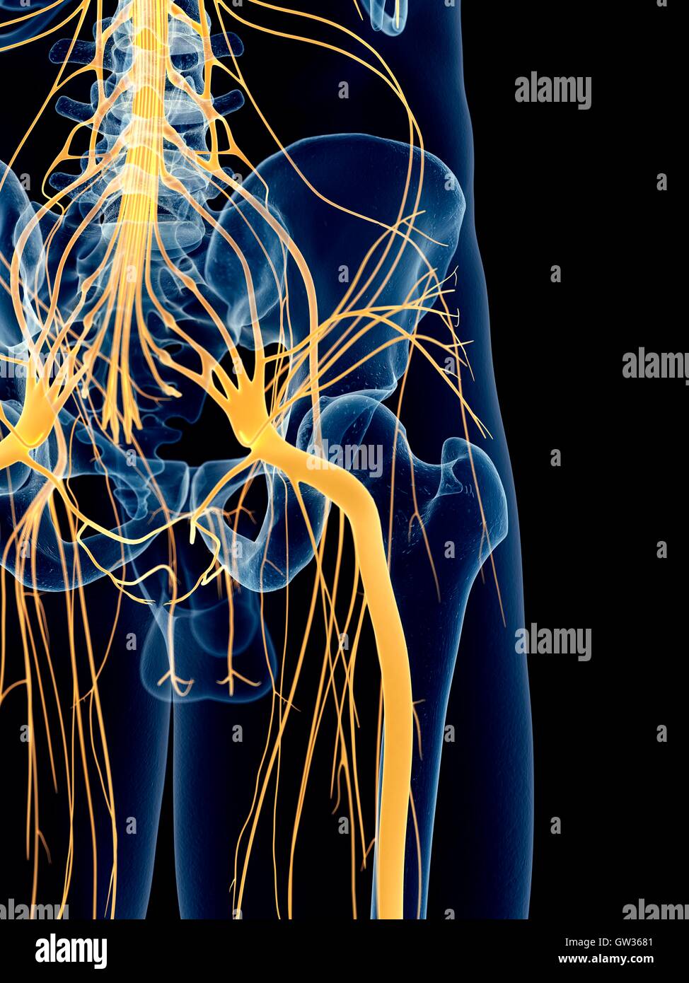 Human sciatic nerve, illustration Stock Photo - Alamy