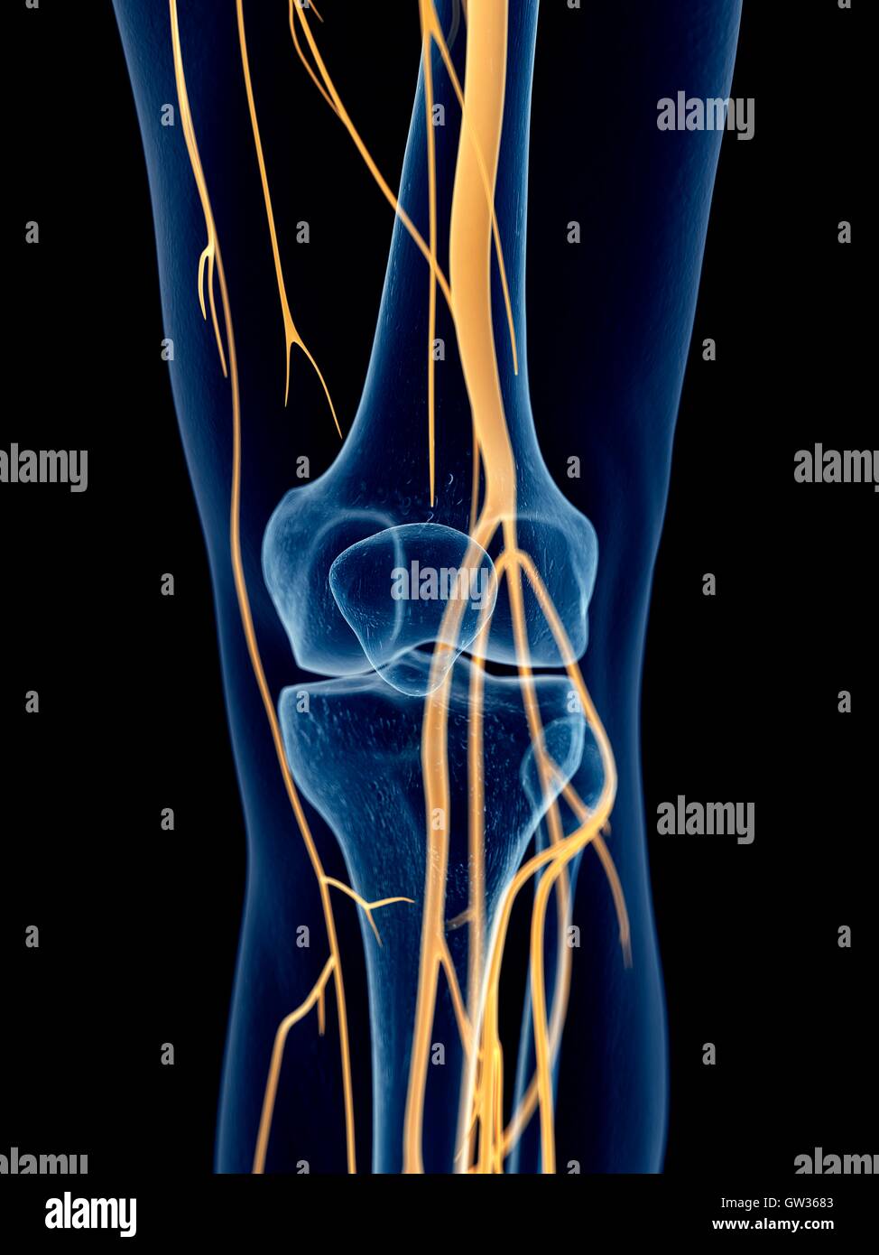 Nerves knee High Resolution Stock Photography and Images - Alamy