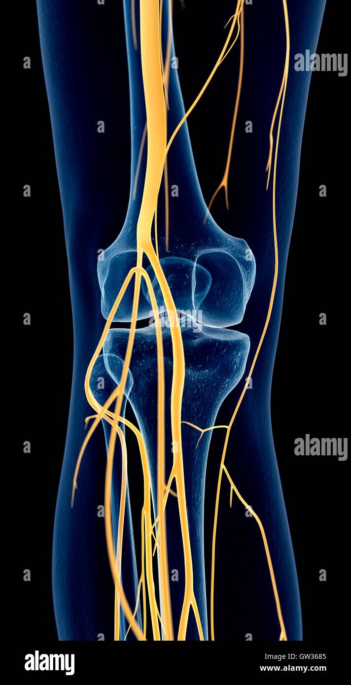 Knee Nerve Endings In Skin Neurovasculature Of Leg And Knee