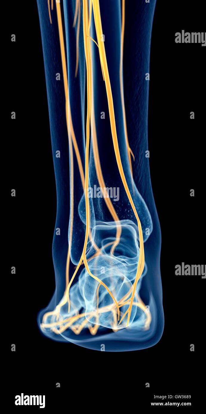 Human foot nerves, illustration Stock Photo - Alamy