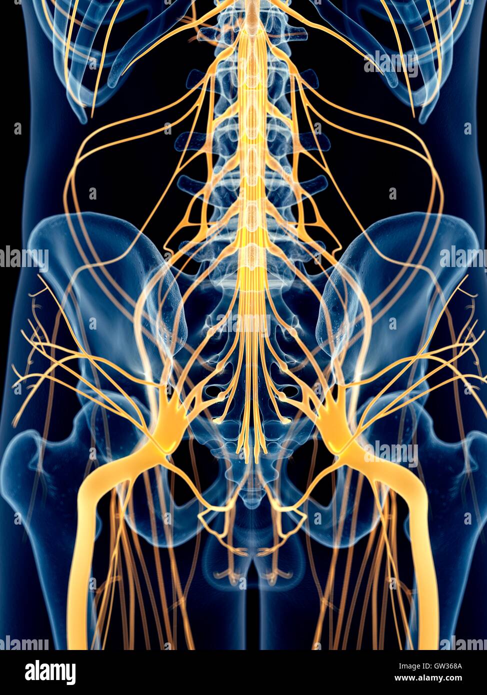 Human pelvic nerves, illustration Stock Photo - Alamy