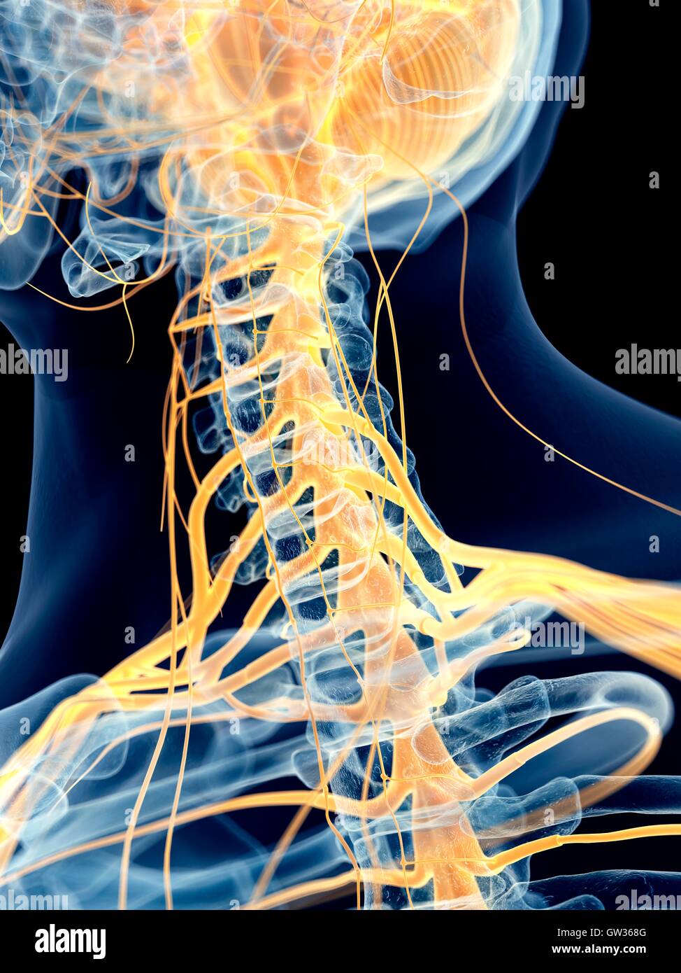 Cervical spinal nerves hi-res stock photography and images - Alamy