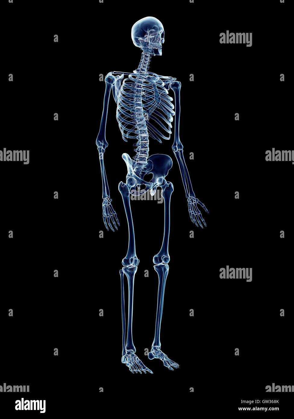 Human skeletal system, illustration Stock Photo - Alamy