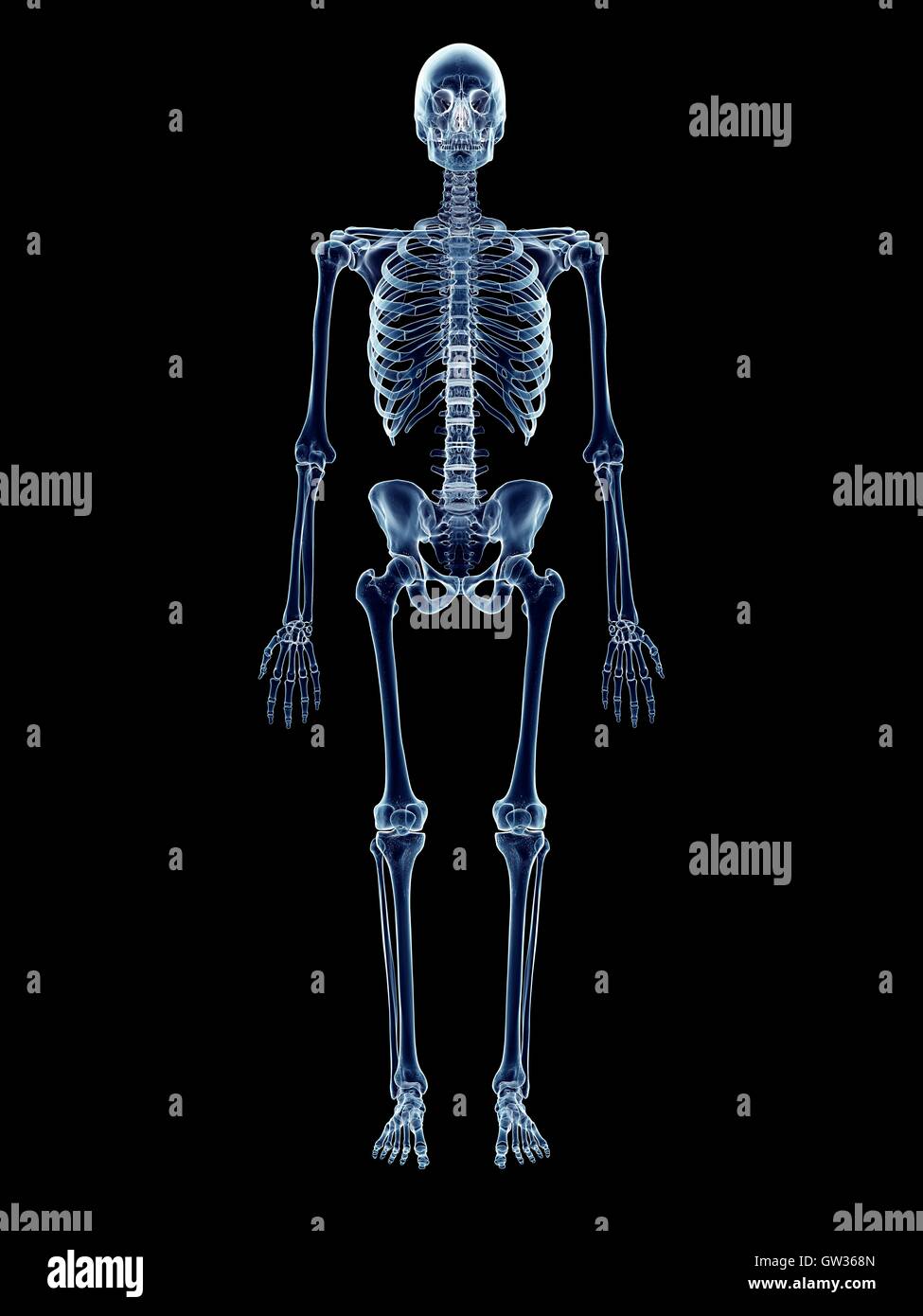 Human skeletal system, illustration Stock Photo - Alamy