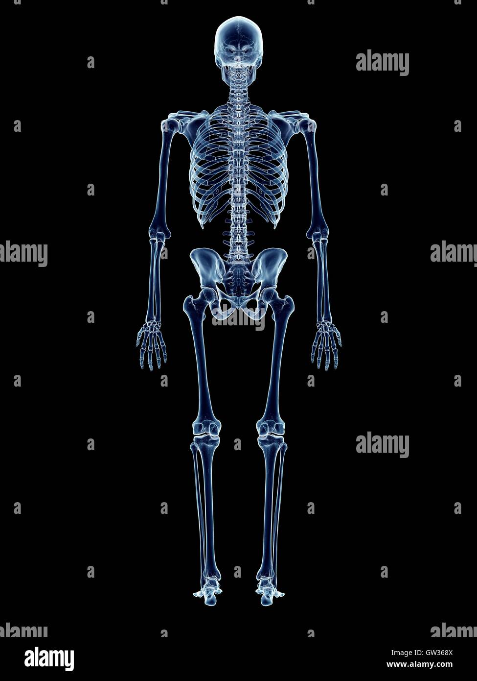 Human skeletal system, illustration Stock Photo - Alamy