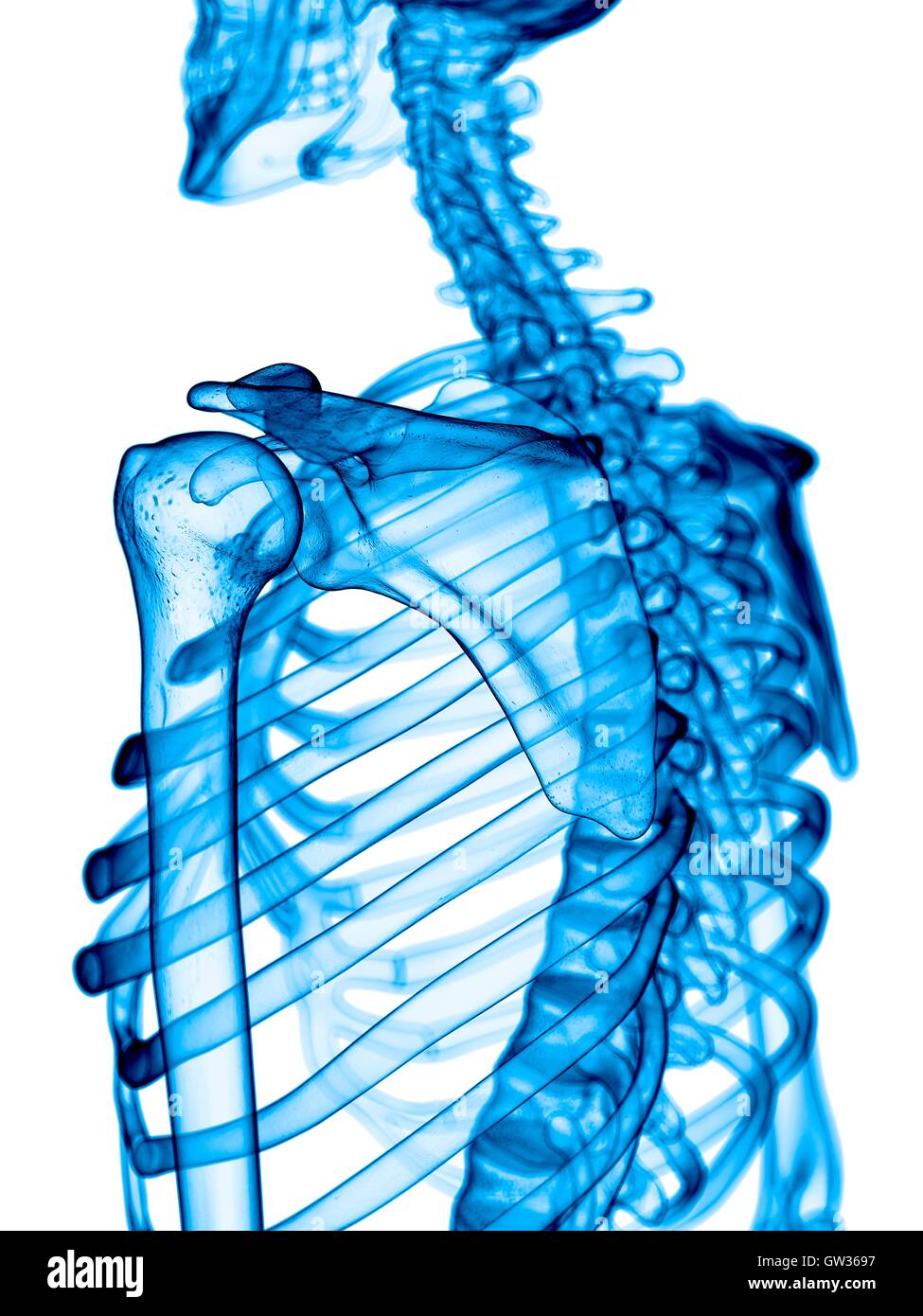 Human shoulder bones, illustration Stock Photo - Alamy